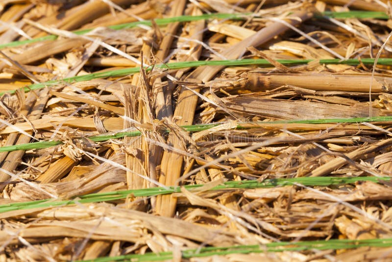 Dry straw stock photo. Image of farm, detail, crop, circular - 121755884