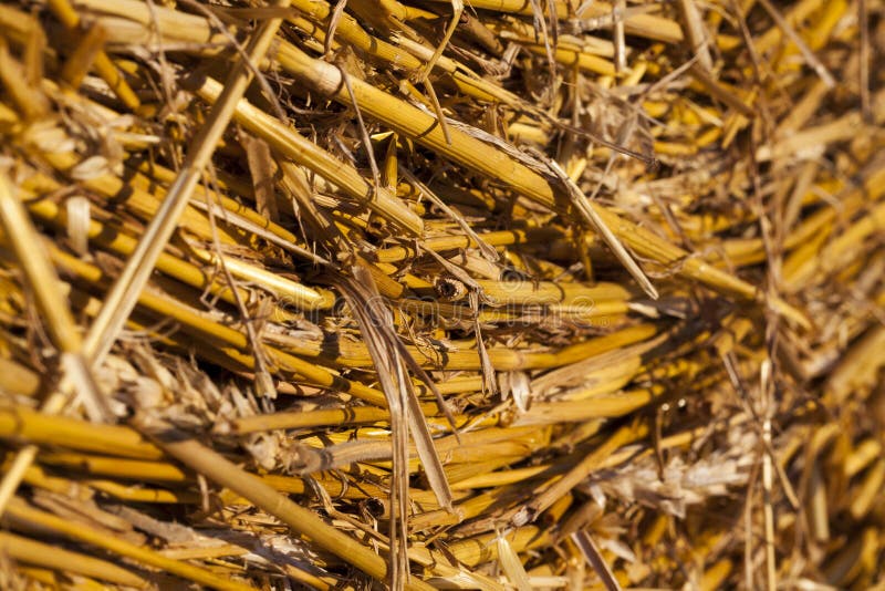 Straw stack stock photo. Image of golden, agriculture - 101462866