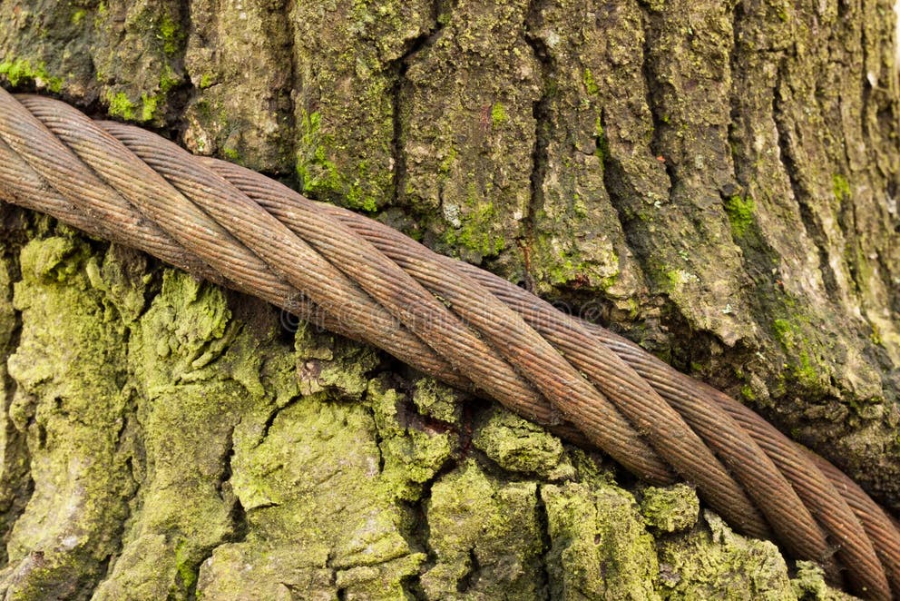 Bound tree stock image. Image of cable, background, tree - 35819119