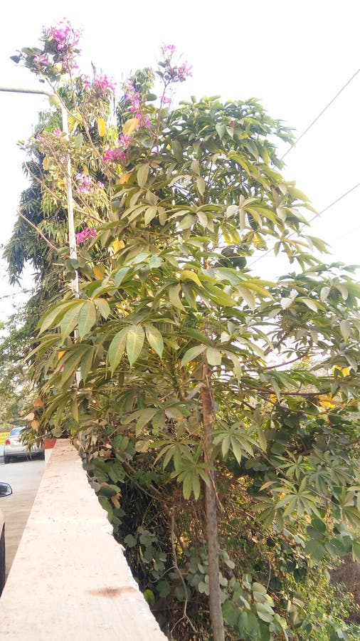 Boundaries with Colour and Green Cover Tree Stock Photo - Image of ...