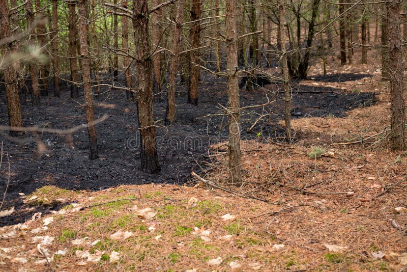The Boundary between Burnt and Saved Forestland Stock Photo - Image of ...