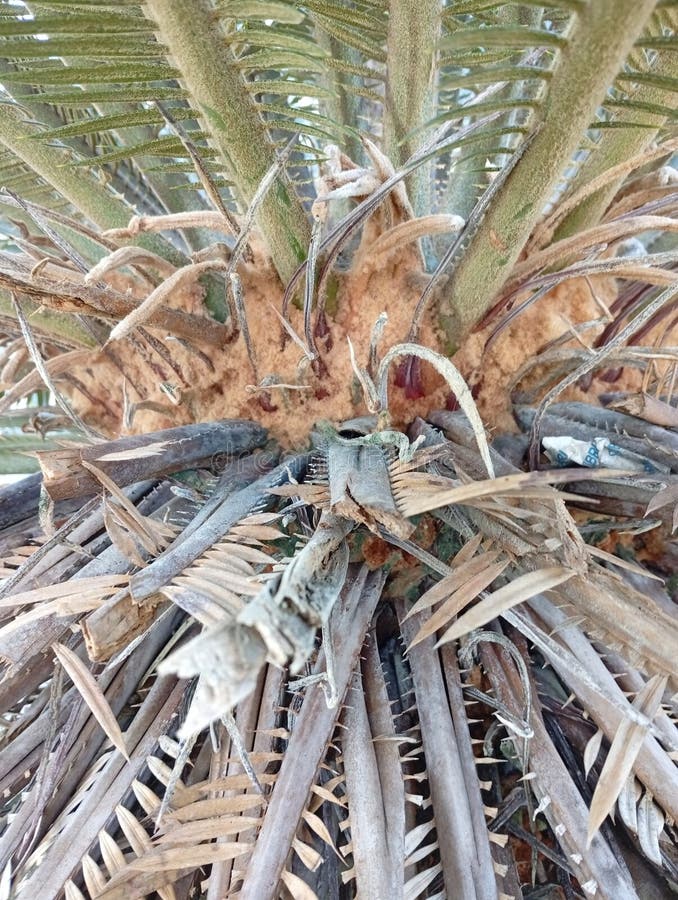 The Boundary between the Trunk and Leaves of the Date Palm Tree Stock ...