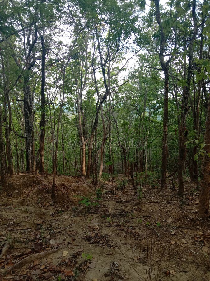 Boundless Adventure Learning with Nature. Stock Photo - Image of soil ...