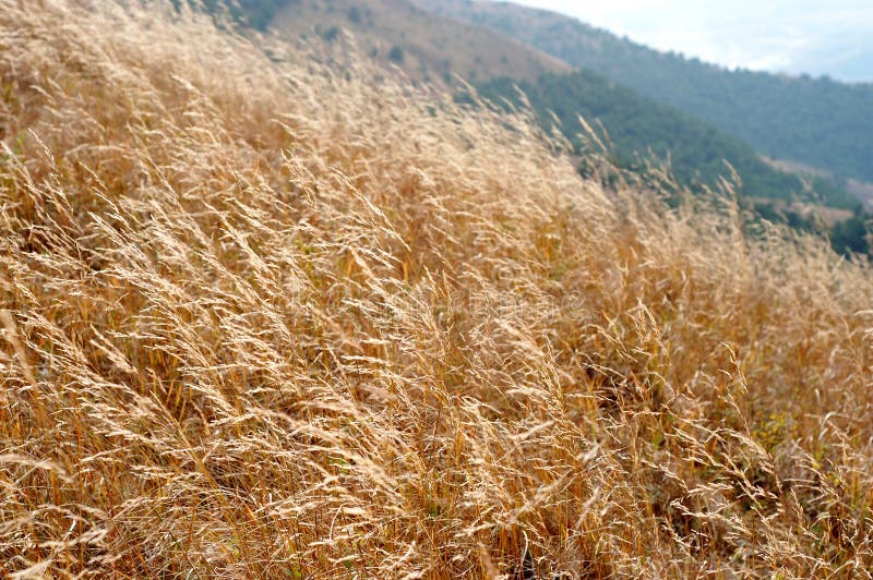 Boundless Grassland stock photo. Image of hill, scenery - 5348660