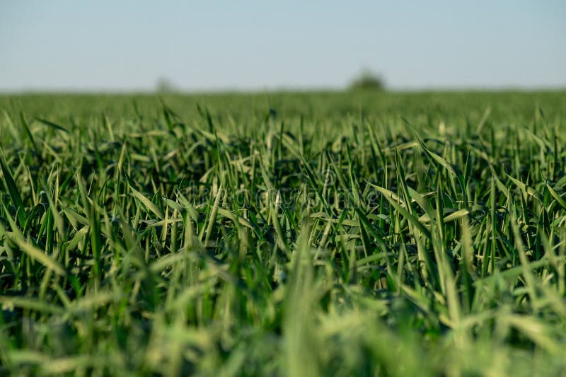 Boundless green spaces stock image. Image of fields - 114239013