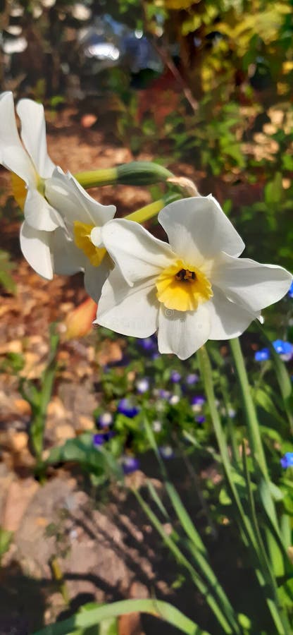 Boundless nature france stock image. Image of plant - 223170575