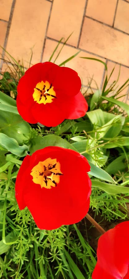 Boundless nature france stock photo. Image of wild, walpaper - 223170586