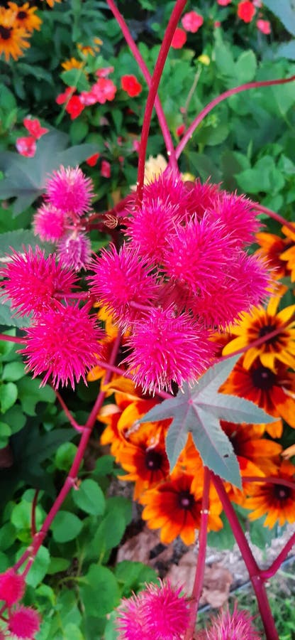 Boundless nature france stock image. Image of earth - 223170683