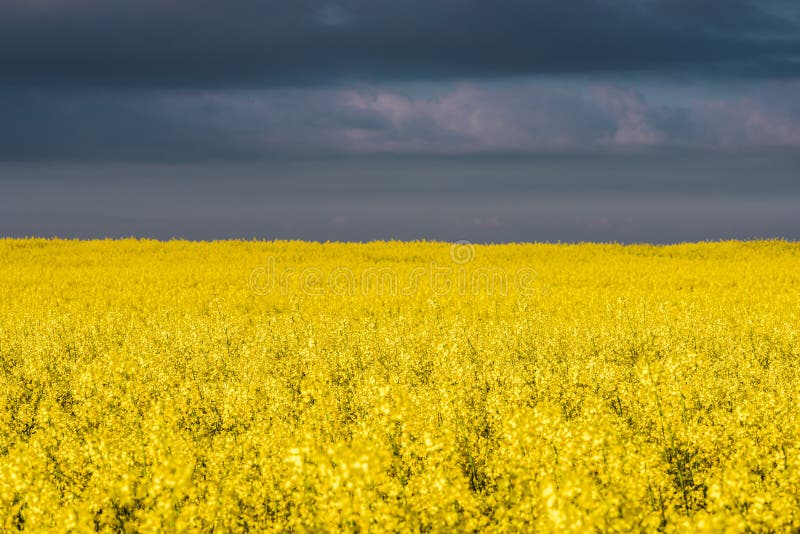Boundless yellow field stock photo. Image of life, flora - 77648008