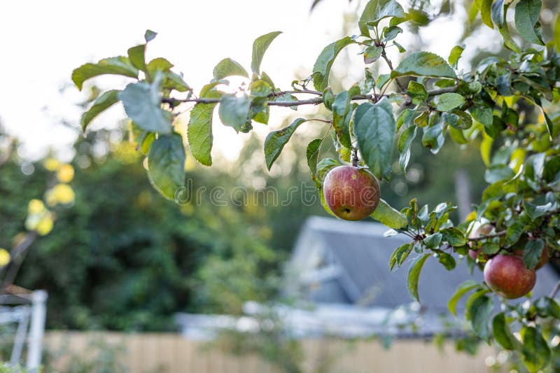 Bountiful Apple Tree Laden with Ripe Apples. the Branches are Heavy ...
