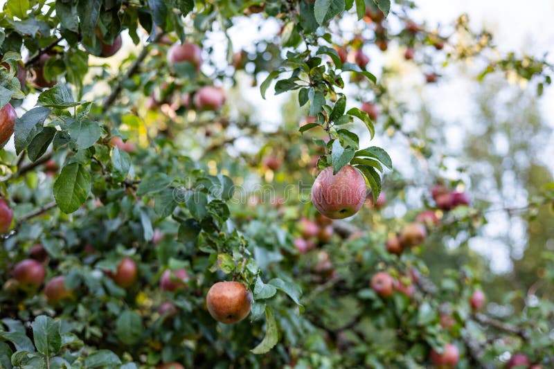 Bountiful Apple Tree Laden with Ripe Apples. the Branches are Heavy ...
