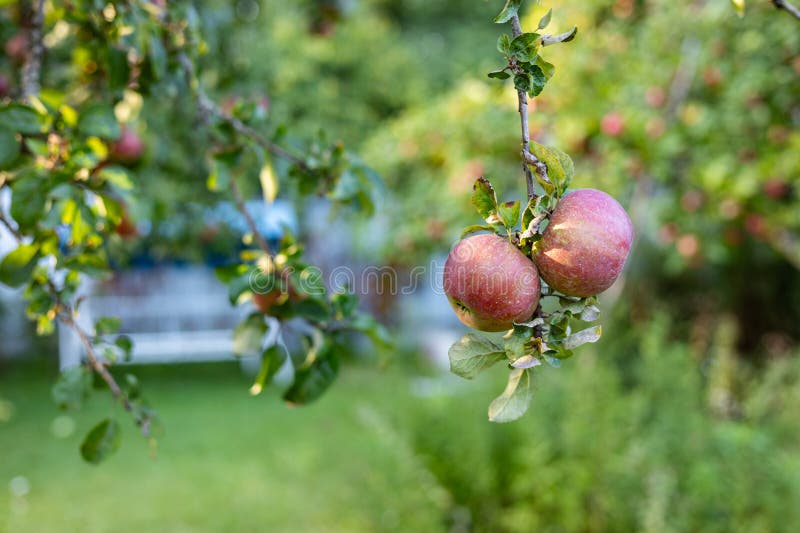 Bountiful Apple Tree Laden with Ripe Apples. the Branches are Heavy ...