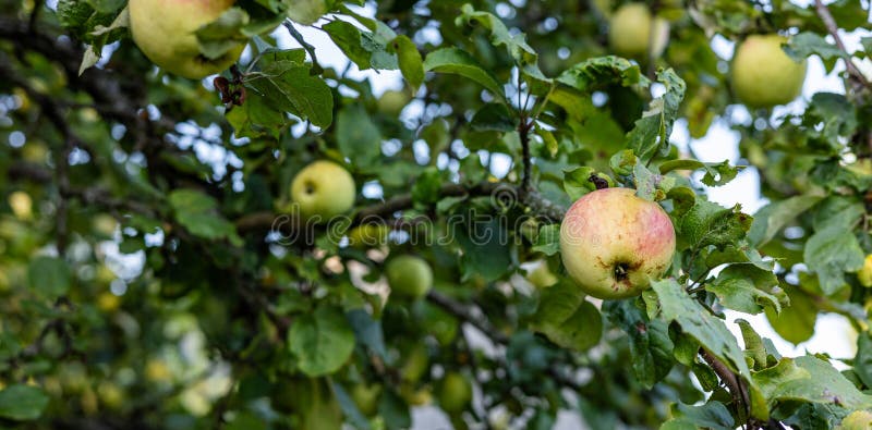 Bountiful Apple Tree Laden with Ripe Apples. the Branches are Heavy ...