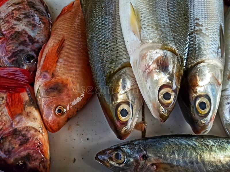 Bountiful Array of Fresh Fish. Stock Photo - Image of group, array ...