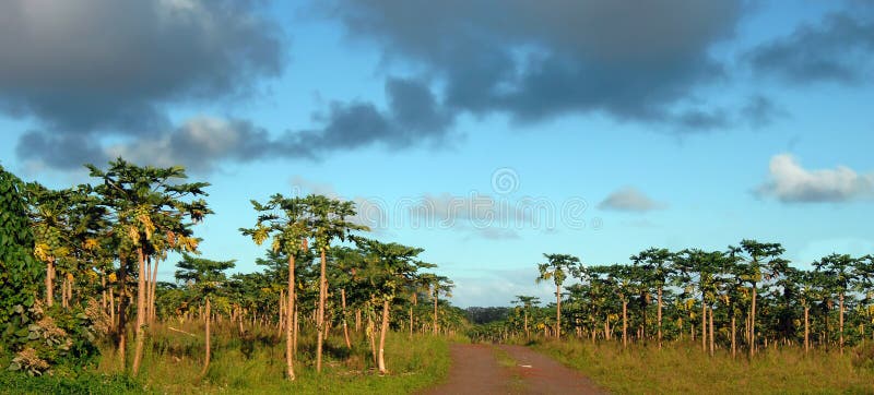 Bountiful Crop of Papaya stock image. Image of sunny - 12010587