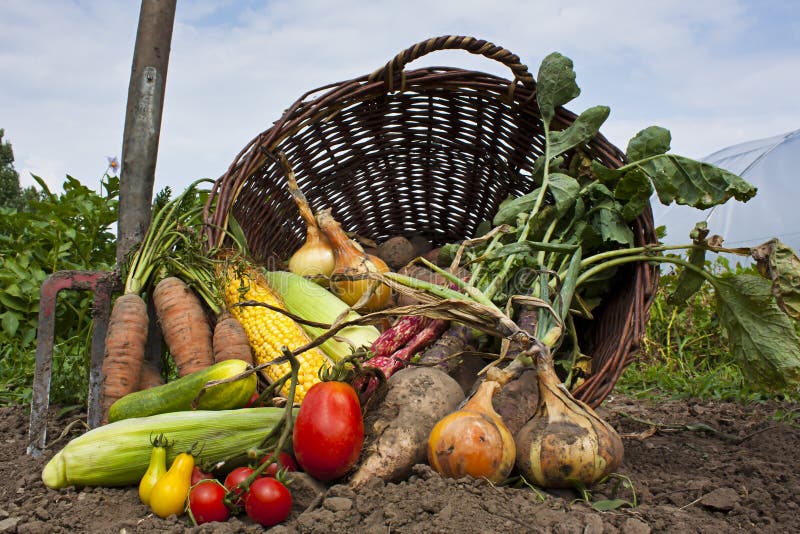 Bountiful harvest stock photo. Image of borlotti, grains - 20649778