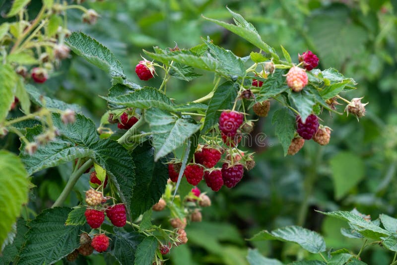Bountiful harvest stock photo. Image of borlotti, grains - 20649778