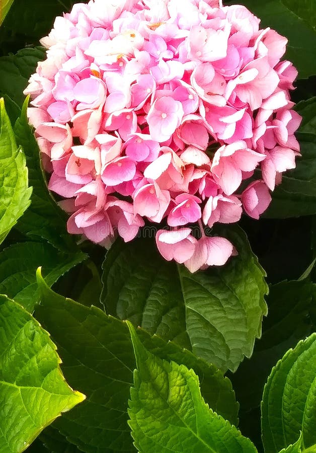 Bountiful hydrangea stock image. Image of garden, pink - 251722437