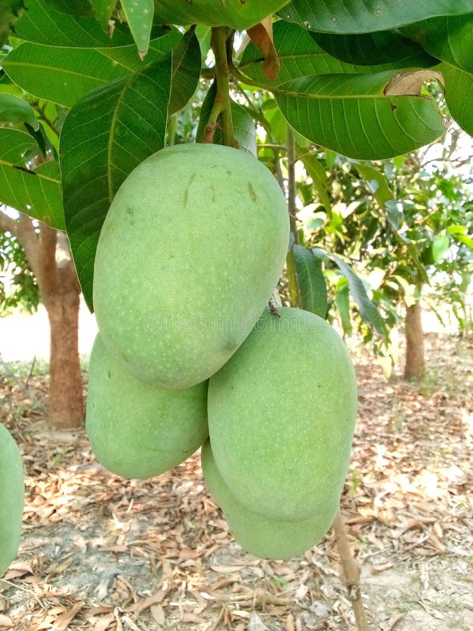 Bountiful Mango Tree Basking in the Sun Stock Photo - Image of warm ...