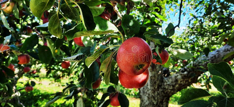 650 Bountiful Tree Stock Photos - Free & Royalty-Free Stock Photos from ...