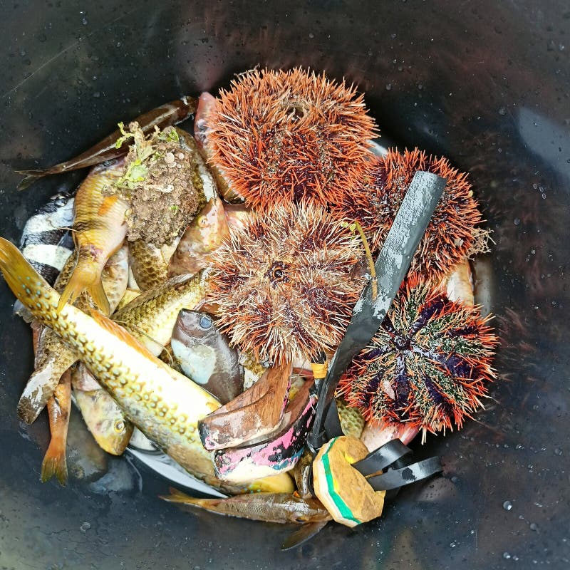 Bountiful Sea Blessings at Balut Island Stock Photo - Image of ...