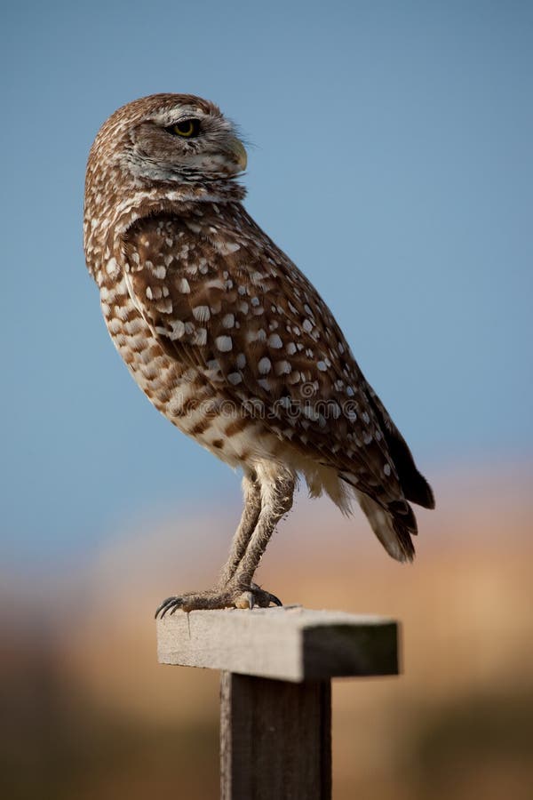 Flealthers Stock Photos - Free & Royalty-Free Stock Photos from Dreamstime