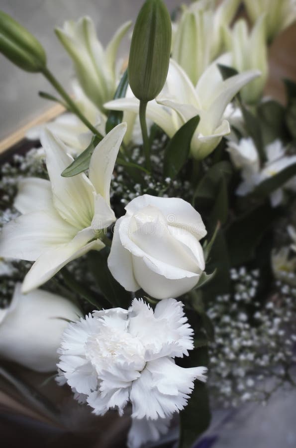 Claveles Blancos Con Los Vástagos Verdes Imagen de archivo - Imagen de ...
