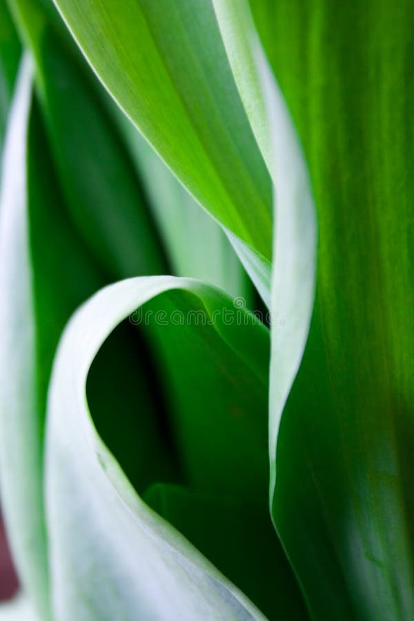 The bouquet stock image. Image of flowers, spring, stalk - 13340733