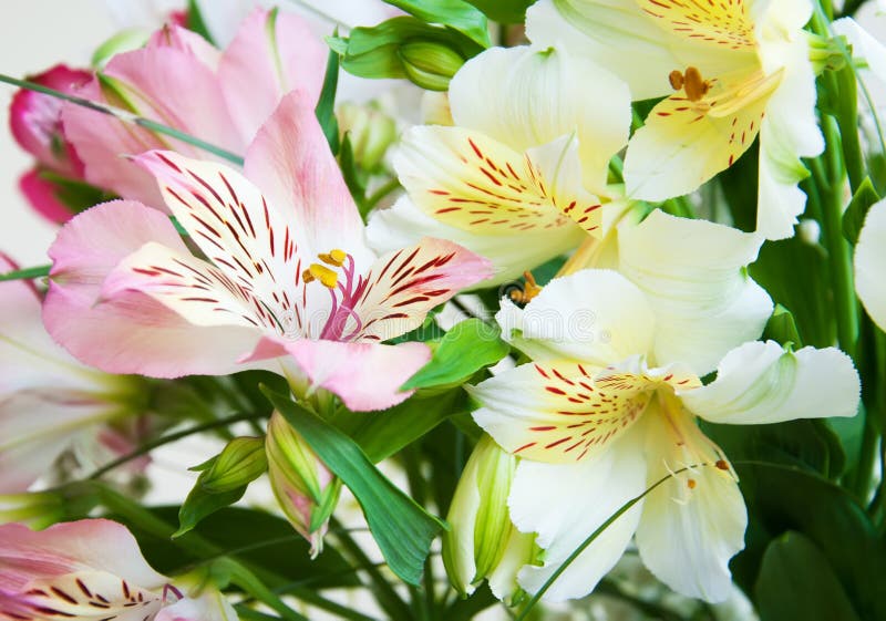 Bouquet of Alstroemeria Flowers Stock Image - Image of green, gift ...
