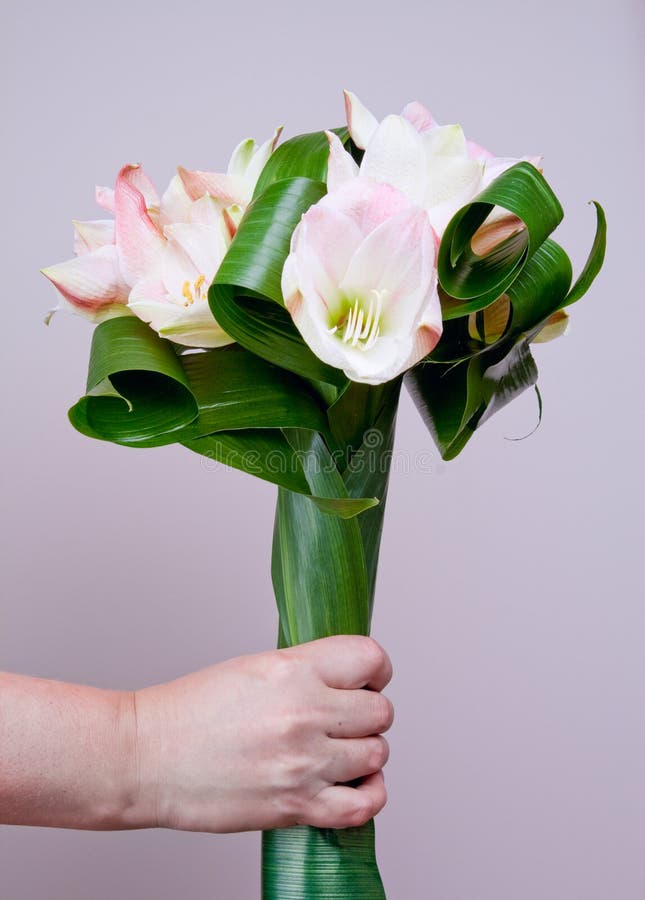 Bouquet of Amaryllis stock image. Image of elegant, flower - 20429987