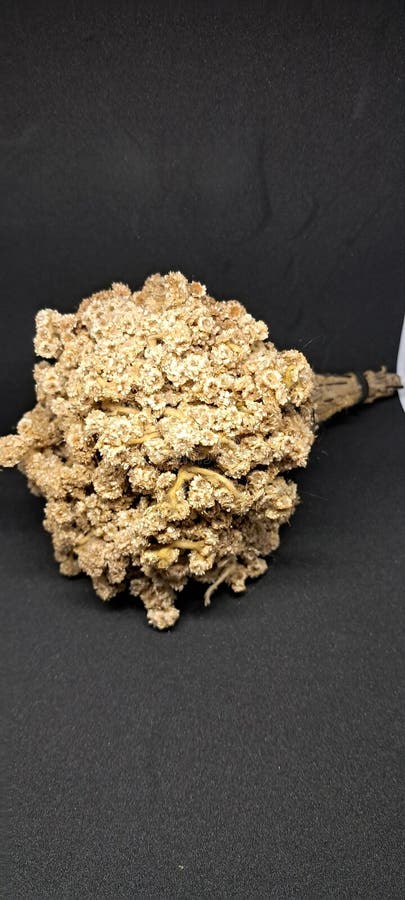 Bouquet of Anaphalis Javanica, Popularly Known As Edelweiss Java Stock ...