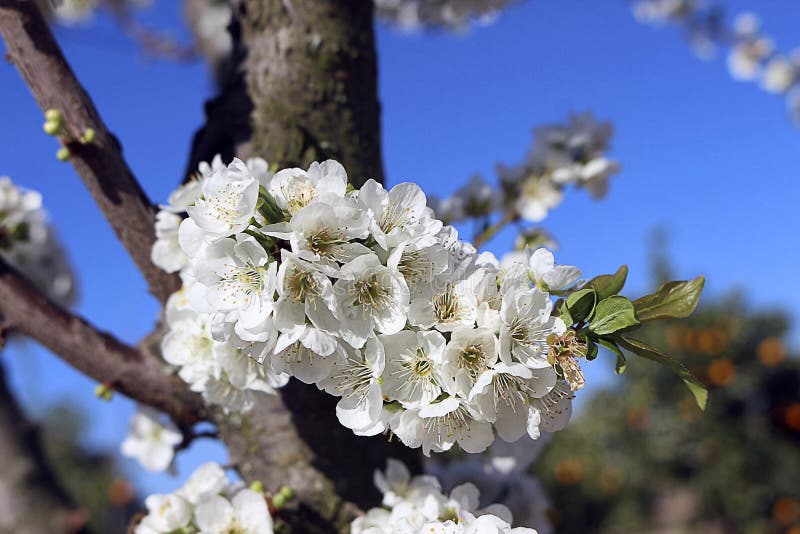 Bouquet of Apricot Tree Flowers on the Trunk of the Tree Stock Image ...