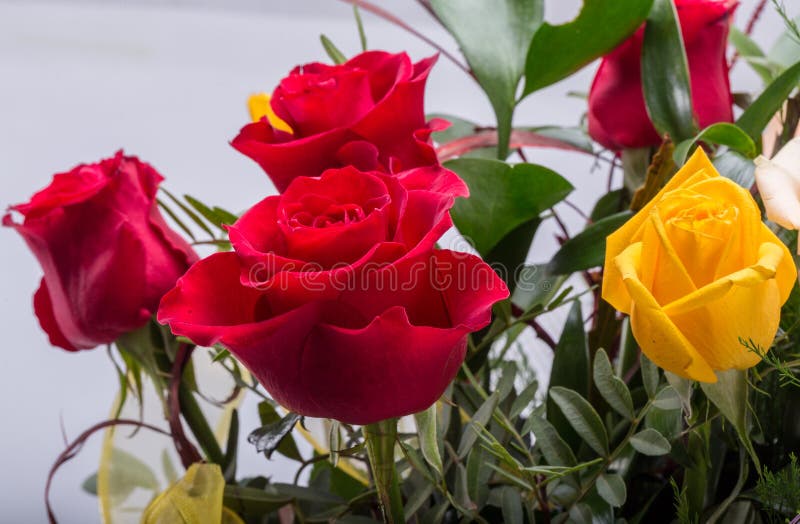 Bouquet of Assorted Multicolored Roses Isolated on White Background ...