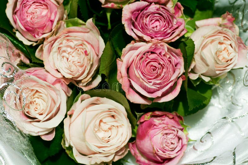 Bouquet of Beautiful Delicate Pink Roses. Stock Photo - Image of ...