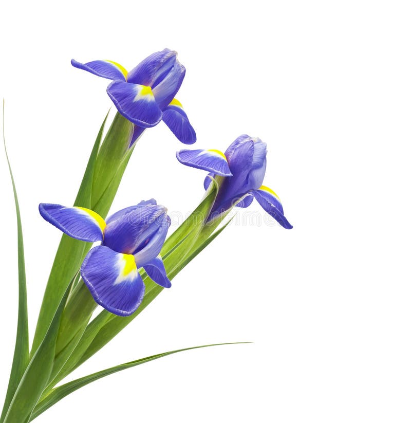 Bouquet of Beautiful Irises Stock Photo - Image of beautiful ...
