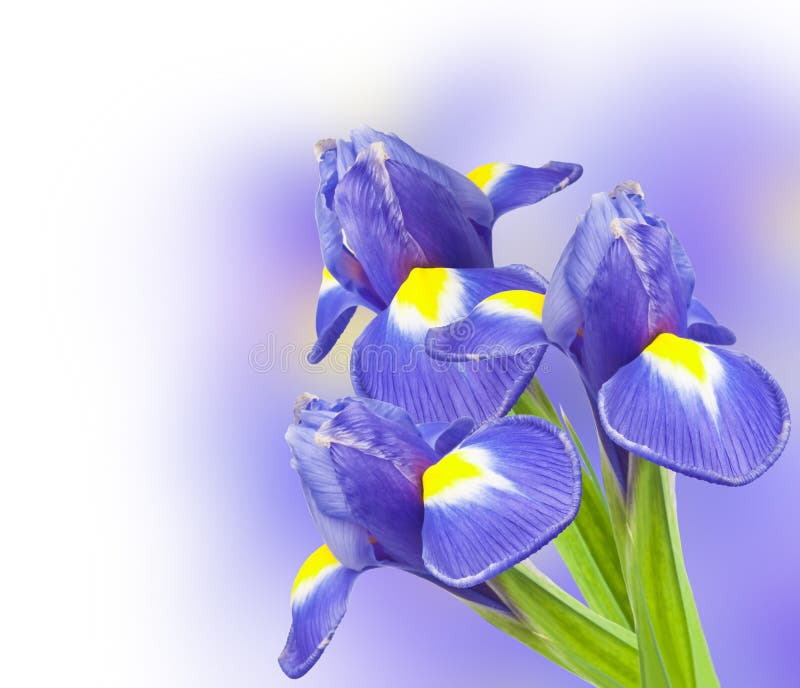 Bouquet of Beautiful Irises Stock Image - Image of composition, fresh ...