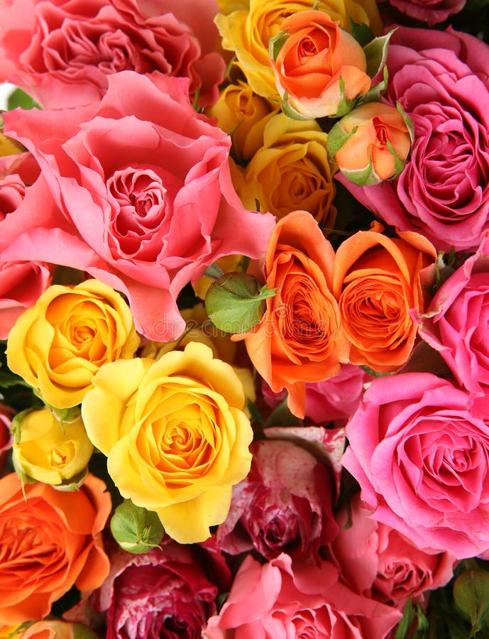 Bouquet of colored roses stock image. Image of flora - 121621697