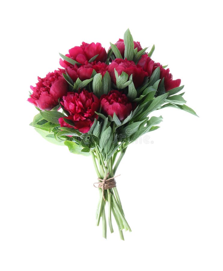 Bouquet of Beautiful Red Peonies Isolated Stock Image - Image of gentle ...