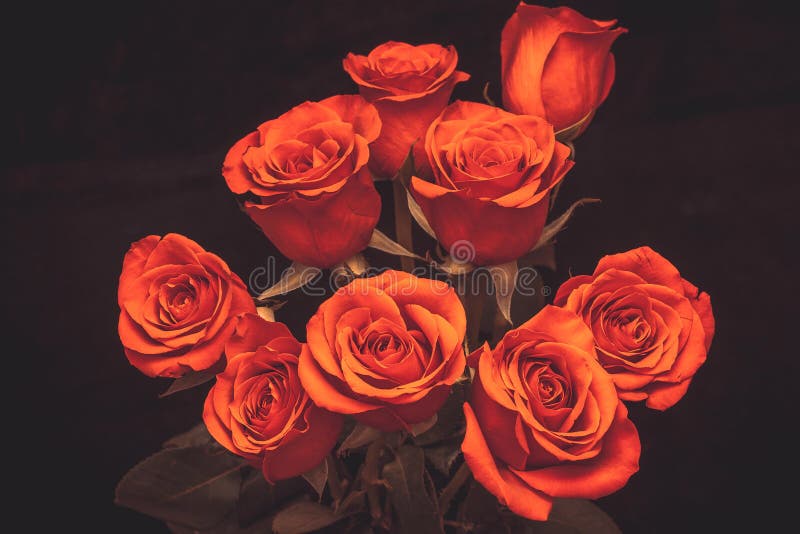 Bouquet of Beautiful Red Roses on a Black Background Stock Image ...