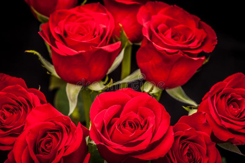 Bouquet of Beautiful Red Roses on a Black Background Stock Image ...