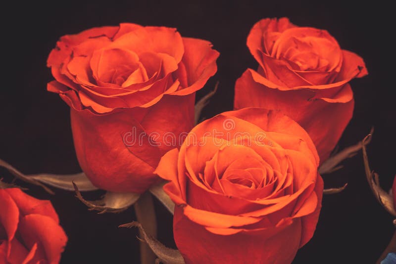 Bouquet of Beautiful Red Roses on a Black Background Stock Image ...