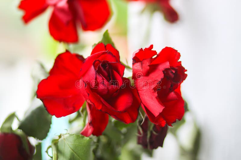 Bouquet of Beautiful Red Roses Stock Image - Image of object, isolated ...