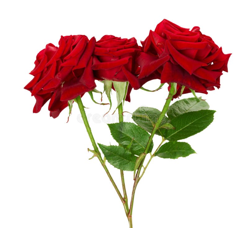 Bouquet of Beautiful Red Roses on the White Background Stock Photo ...