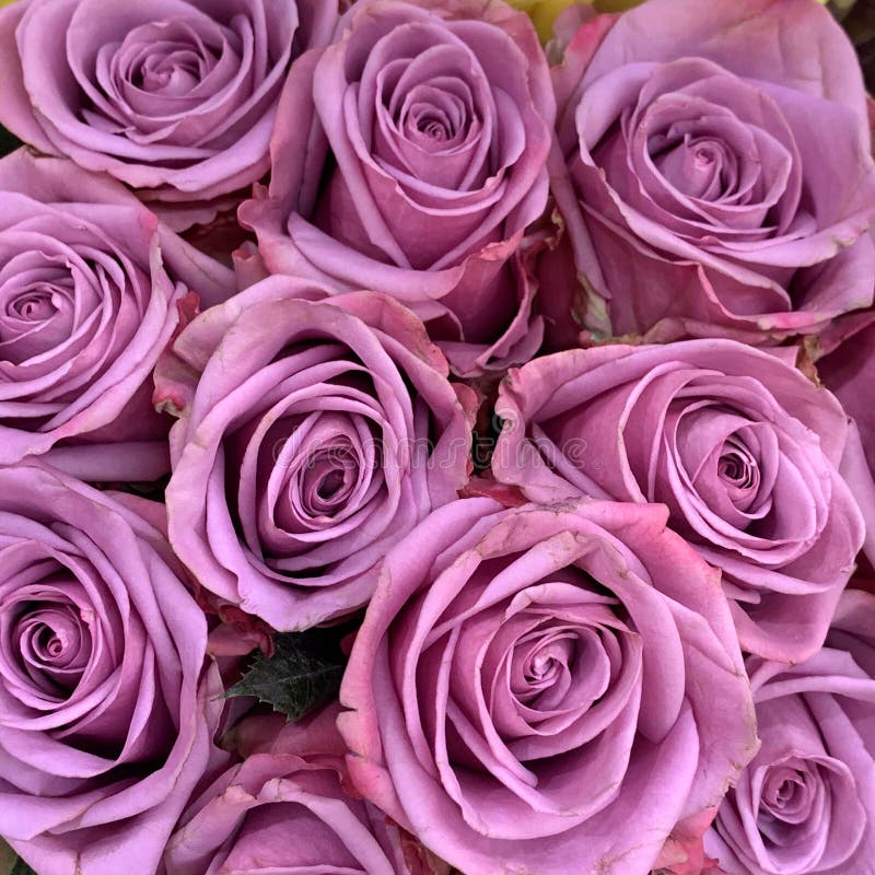 A Bouquet of Beautiful Roses. Flowers in a Bouquet Stock Photo - Image ...