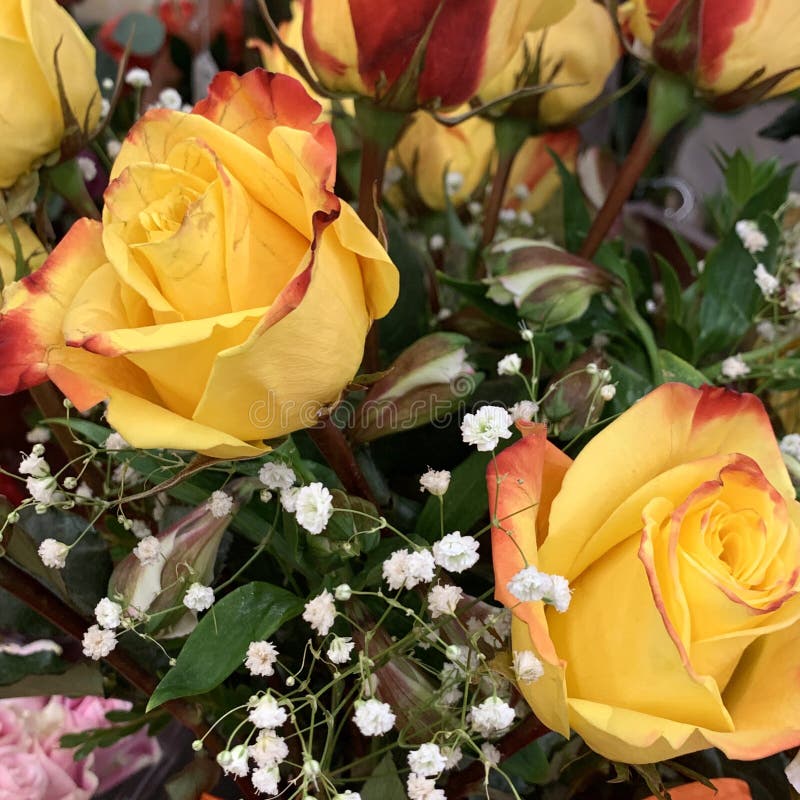 A Bouquet of Beautiful Roses. Flowers in a Bouquet Stock Photo - Image ...