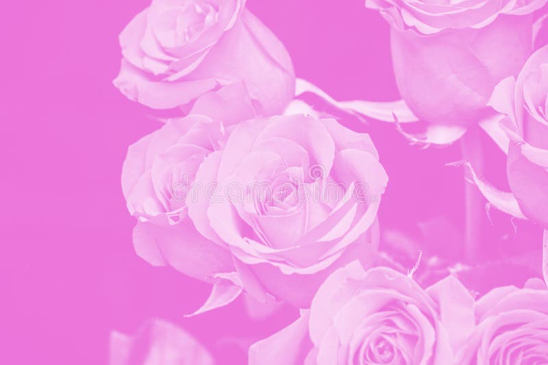Bouquet of Beautiful Roses with Pink Tinted. Flower Composition Stock ...