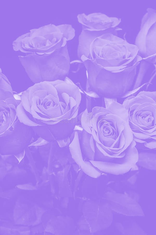 Bouquet of Beautiful Roses with Purple Tinting. Flower Composition ...