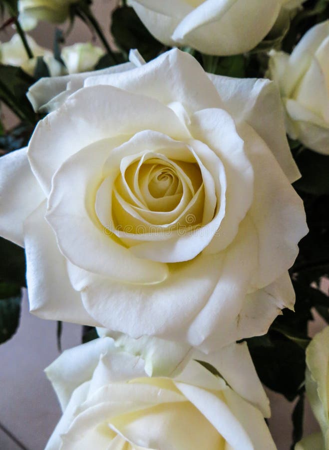 Bouquet of Beautiful Soft White Roses in a Vase Stock Image - Image of ...