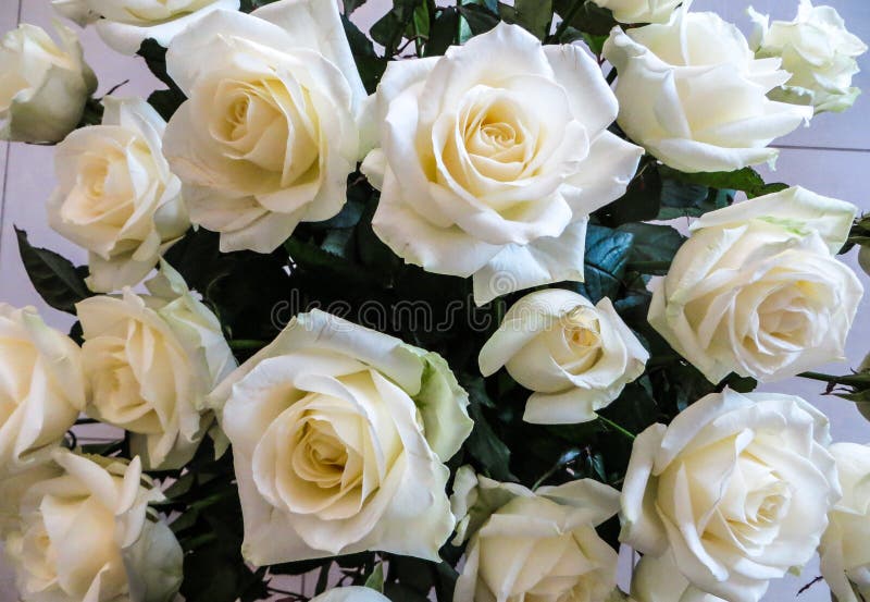 Bouquet of Beautiful Soft White Roses in a Vase Stock Photo - Image of ...