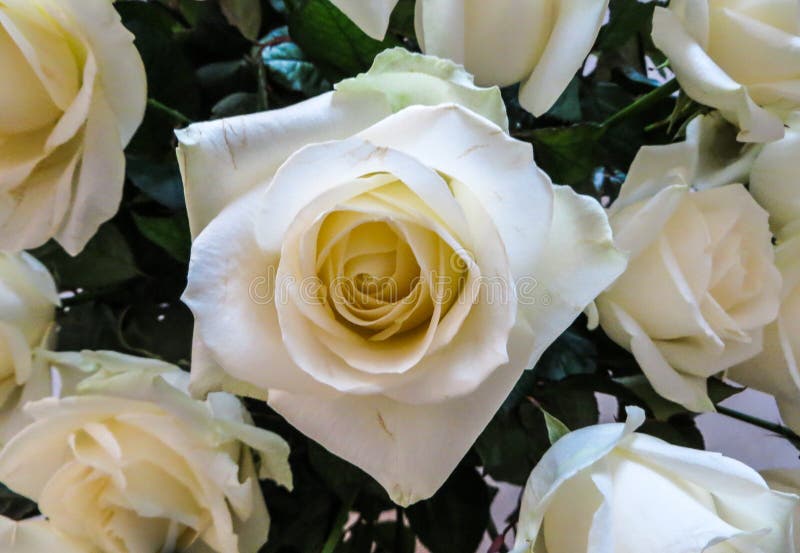 Bouquet of Beautiful Soft White Roses in a Vase Stock Image - Image of ...